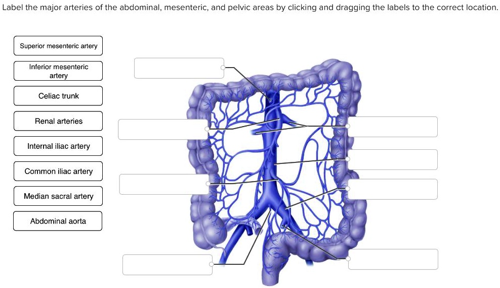 Label the major arteries of the abdominal, mesenteric, and pelvic areas ...