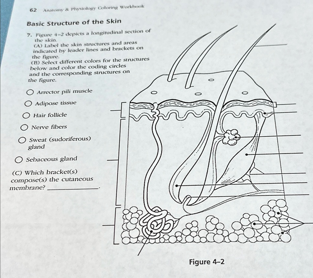 62 Anatomy Physiology Coloring Workbook Basic Structure of the Skin 7 ...
