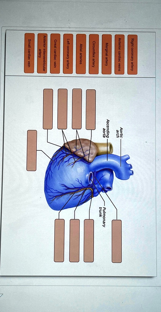 Right coronary artery Anterior cardiac veins Marginal artery Circumflex ...
