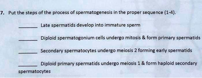 SOLVED: Put the steps ofthe process of spermatogenesis in the proper ...