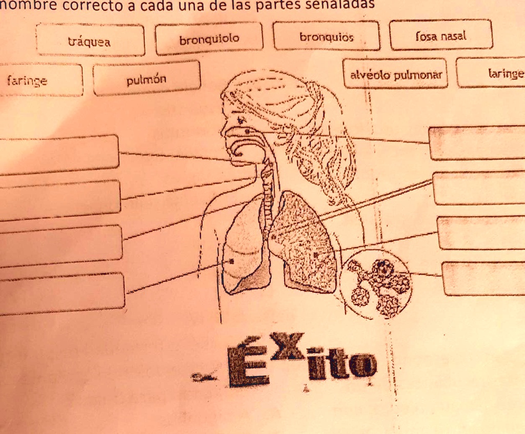 SOLVED: escriba el nombre correcto a cada una de las partes señaladas ...