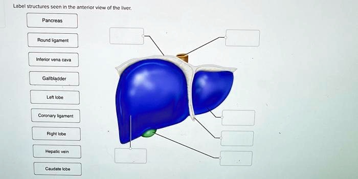 SOLVED: Label structures seen in the anterior view of the liver ...
