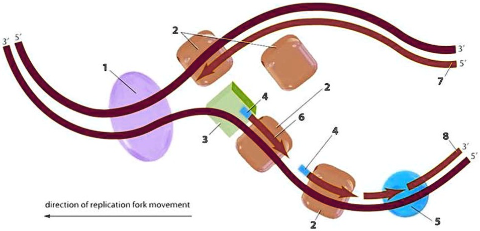 label the numbers in the diagram and describe the steps in the process 3 3 15 direction of ...