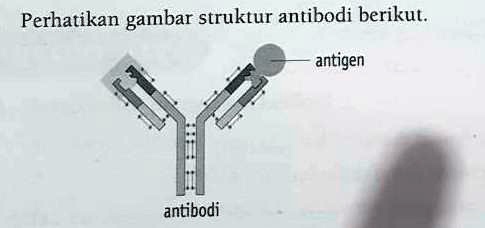 SOLVED: bagian antibodi yang berikatan dengan epitop adalah...a ...