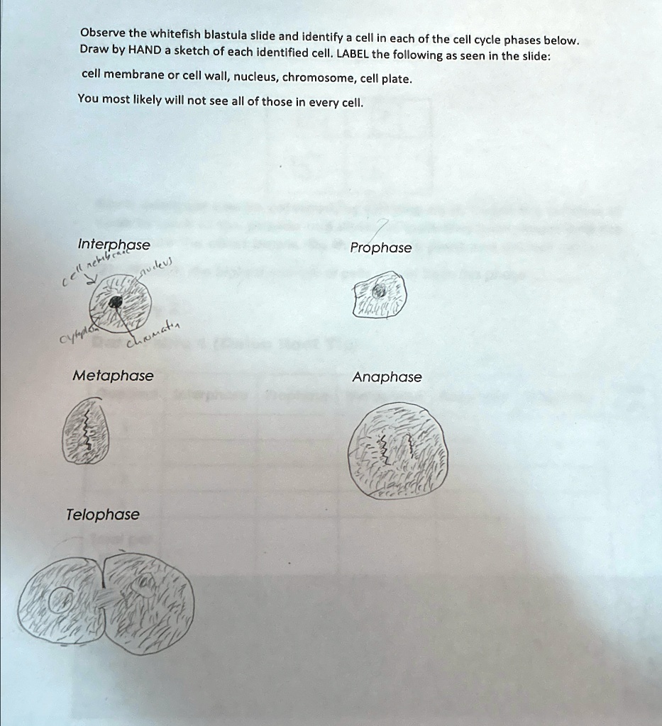 Observe the whitefish blastula slide and identify a cell in each of the ...