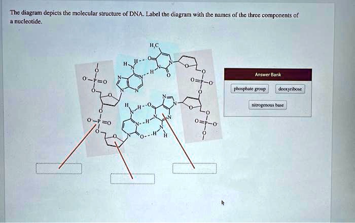 SOLVED: The diagram depicts the molecular structure of DNA. Label the ...