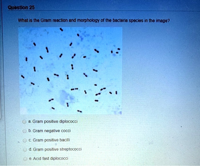 SOLVED: What is the Gram reaction and morphology of the bacteria species in the image? Gram ...