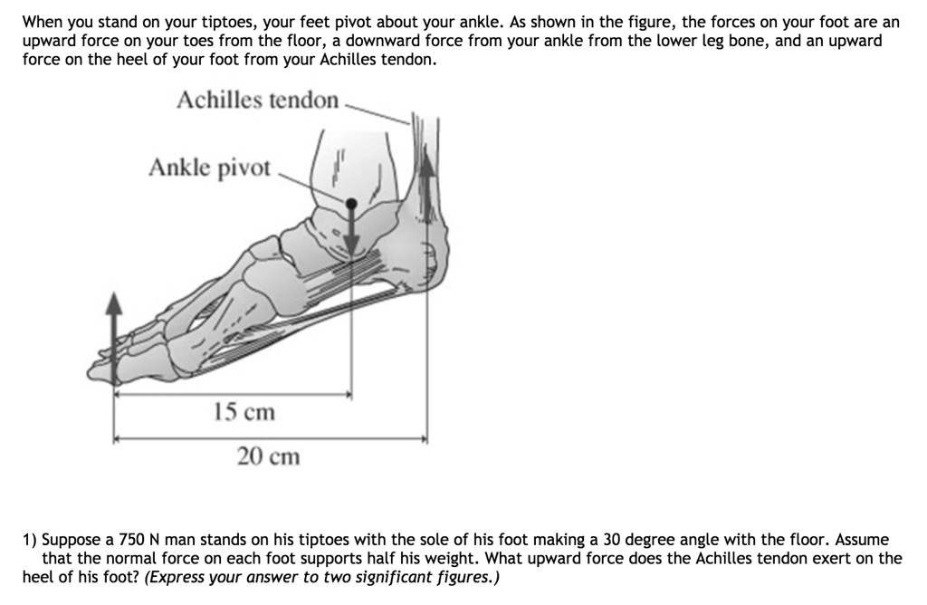 When you stand on your tiptoes, your feet pivot about your ankle: As ...