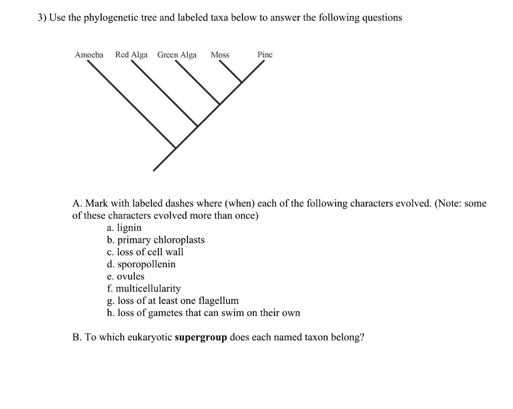 3 use the phylogenetic tree and labeled taxa below to answer the ...