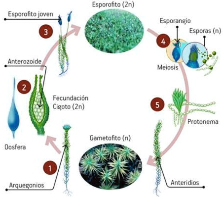 SOLVED: Las plantas presentan una reproducción por alternancia de ...