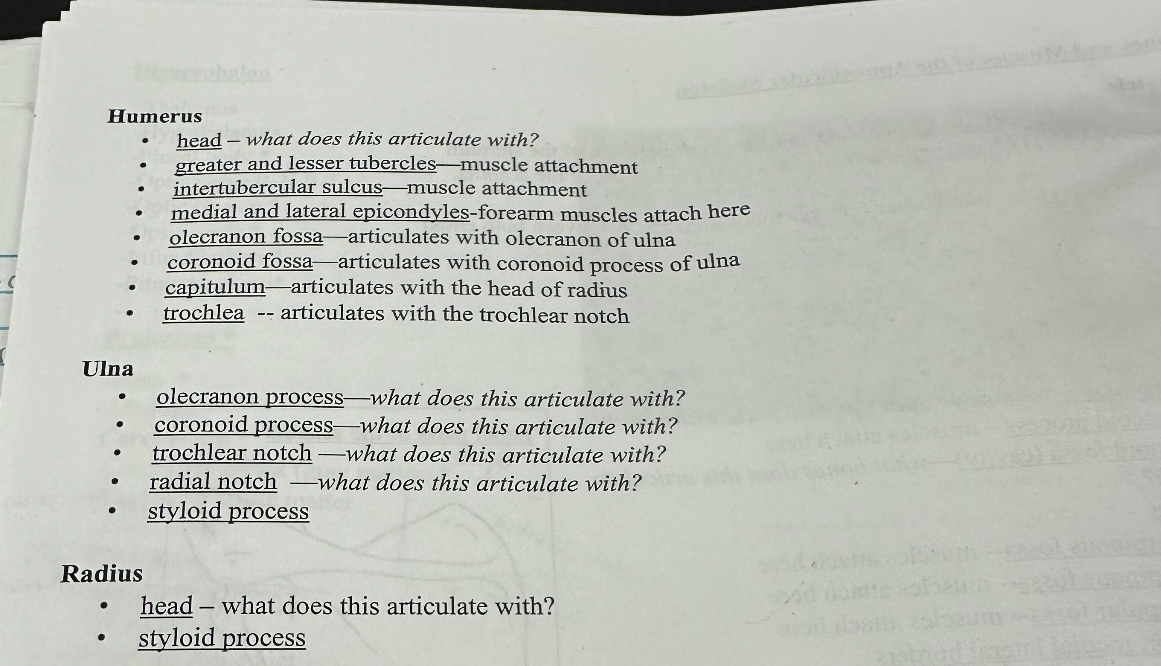 Humerus - head - what does this articulate with? - greater and lesser ...