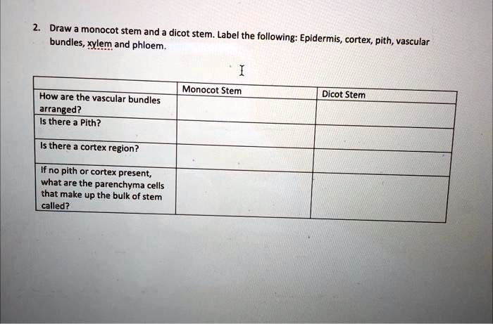 Solved Draw Monocot Stem And Dicot Stem Label The Following
