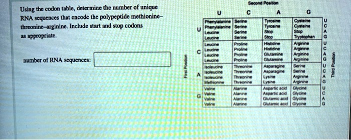 SOLVED: Using the codon table, determine the number of unique RNA ...