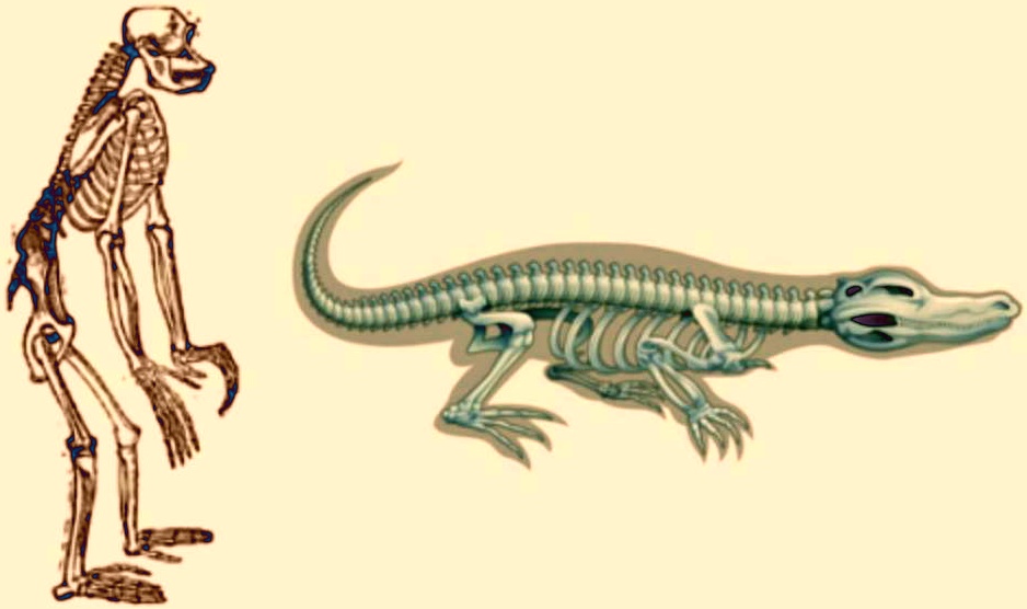 SOLVED: 'What conclusion can you make about the skeletal structure of ...