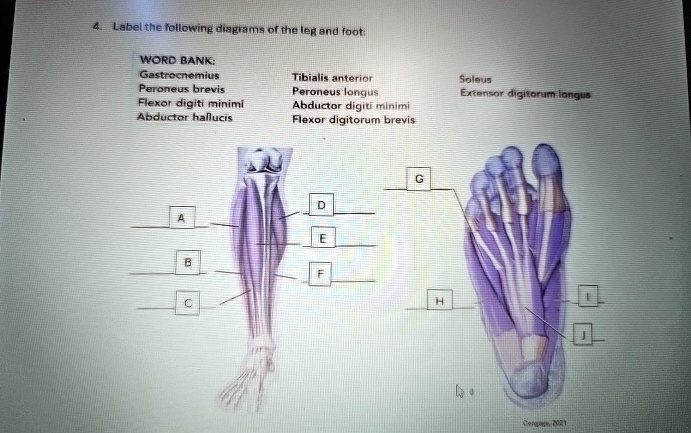 4 label the following diagrams of the leg and foot word bank ...