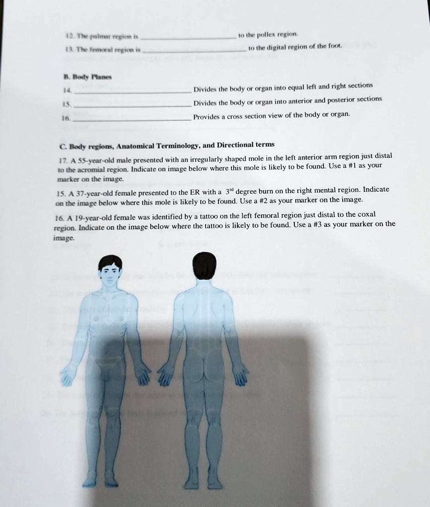 12. The palmar region is to the pollex region. 13. The femoral region ...