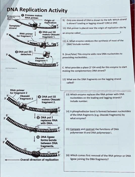 SOLVED: DNA Replication Activity: Primase makes RNA primer. Origin of ...