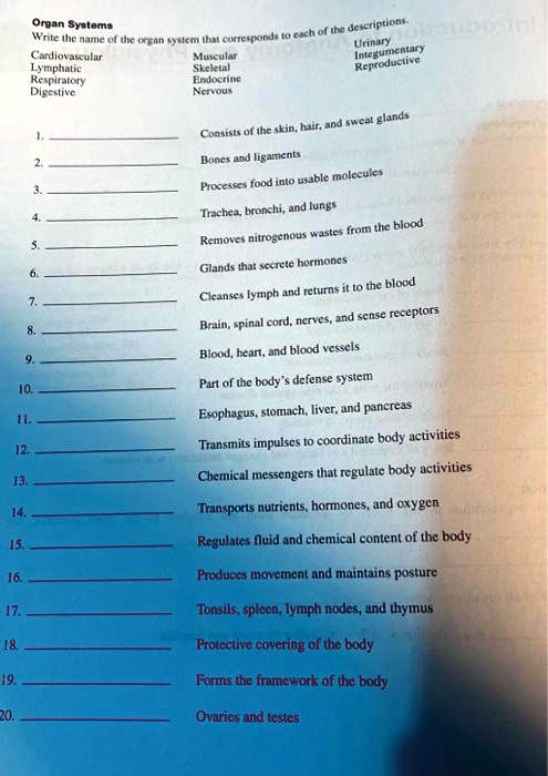 Organ Systems Write the name of the organ system that corresponds to ...