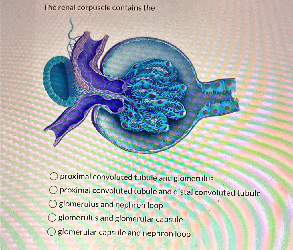 The renal corpuscle contains the proximal convoluted tubule and ...