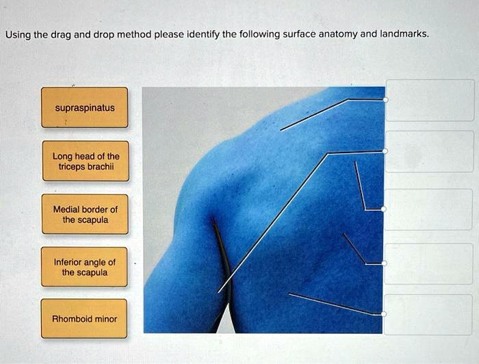 SOLVED: Using the drag and drop method, please identify the following ...