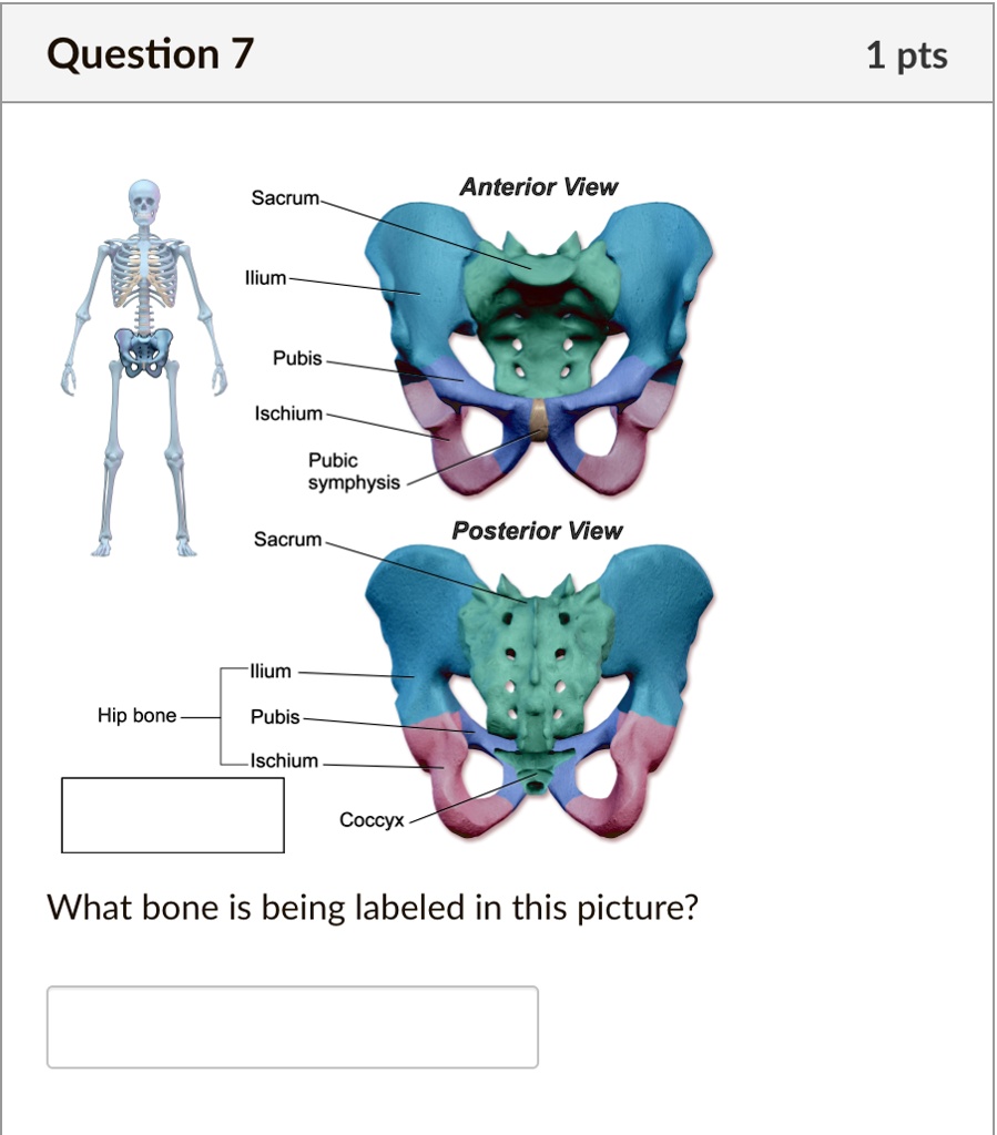 SOLVED: Question 7 1 pts Anterior View Sacrum Ilium Pubis Ischium Pubic ... SOLVED: Question 7 1 pts Anterior View Sacrum Ilium Pubis Ischium Pubic ...