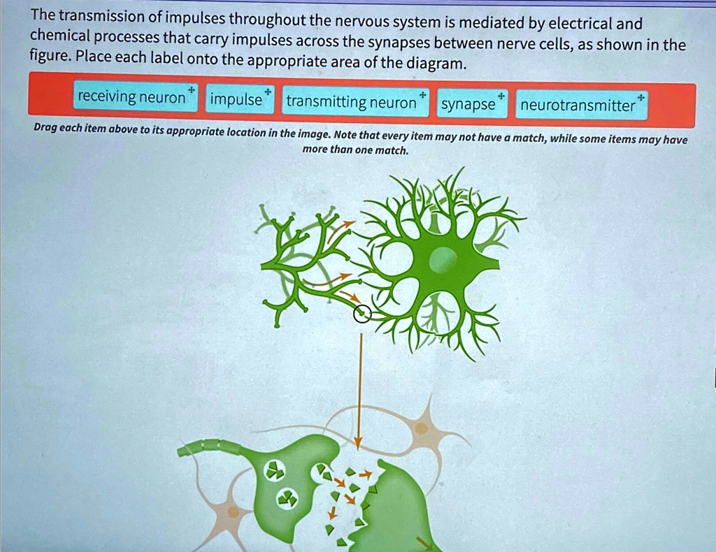 The transmission of impulses throughout the nervous system is mediated ...