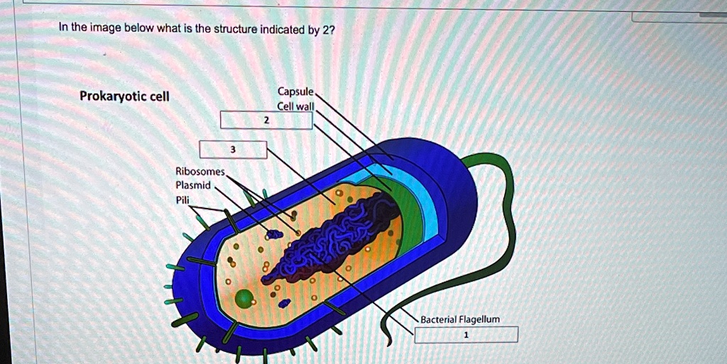 SOLVED: 'In the image below what is the structure indicated by 2? Prokaryotic cell Capsule Cell ...
