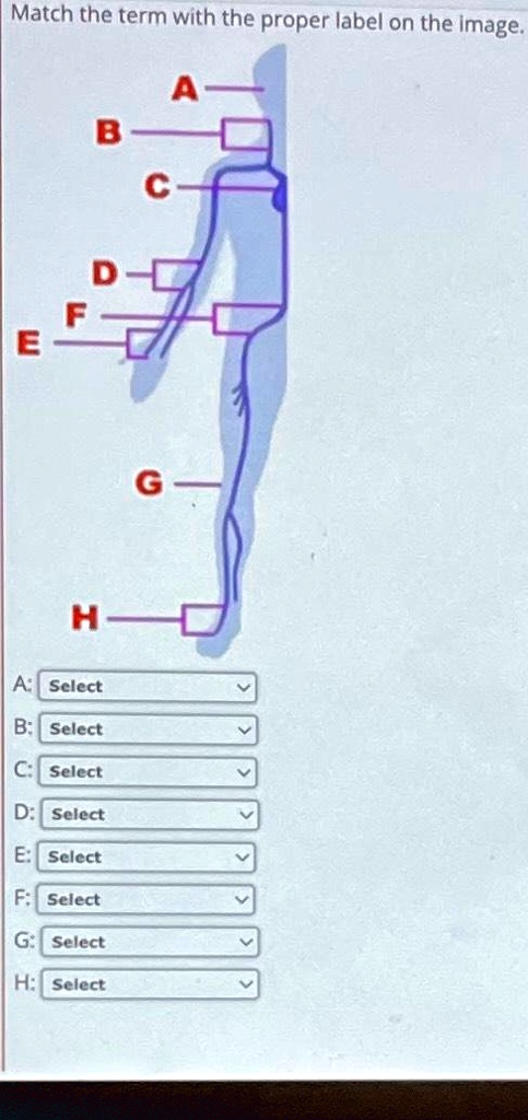 Match the term with the proper label on the image. B A C D F E G H A ...