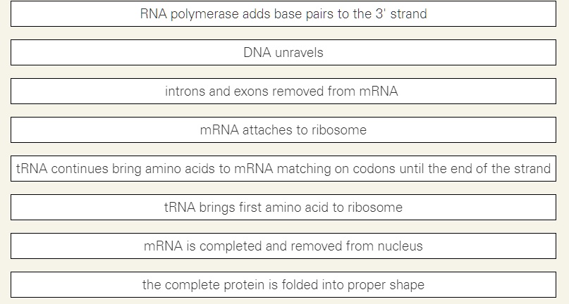 SOLVED: RNA polymerase adds base pairs to the 3' strand DNA unravels ...