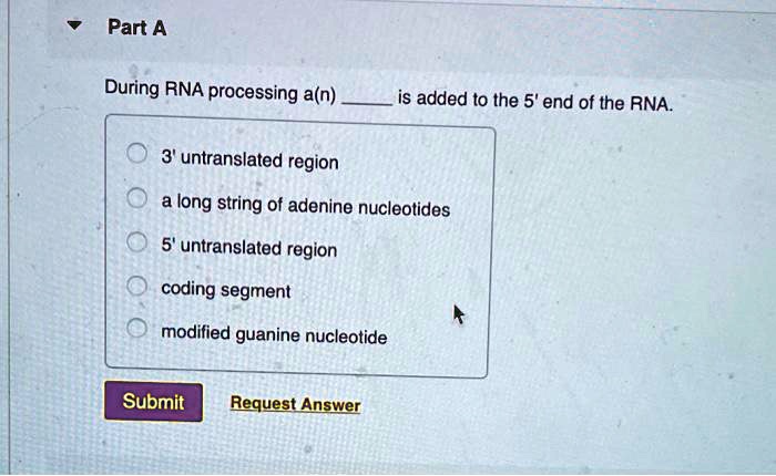 During RNA processing a(n) is added to the 5' end of the RNA. 3 ...