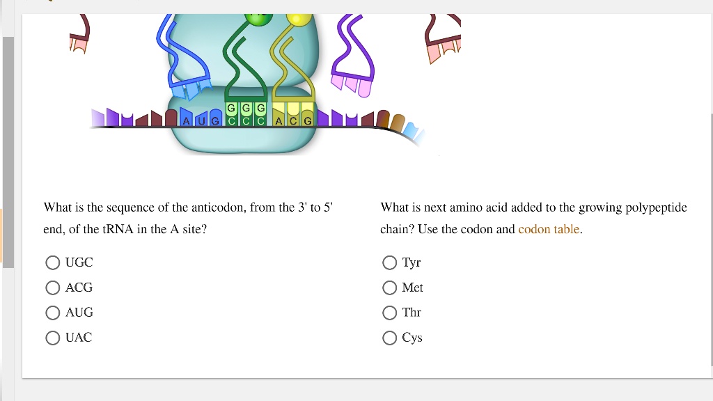 SOLVED: What is the sequence of thc anticodon, from the 3' to 5' end ...