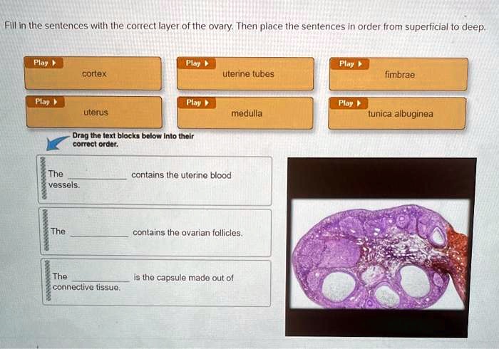 SOLVED: Fill in the sentences with the correct layer of the ovary. Then place the sentences in ...