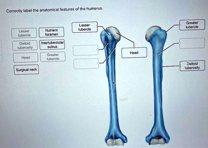 correctly label the anatomical features of the humerus lesser tubercle ...
