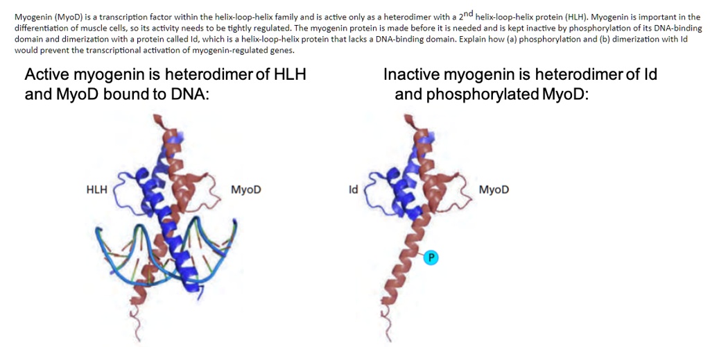 myogenin myod is transcription factor within the helix loop helix ...