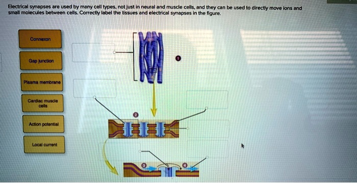 SOLVED: Electrical synapses are used by many cell types, not just ...