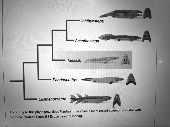 SOLVED: Ichthyostega Acanthostega Tiktaalik Panderichthys ...
