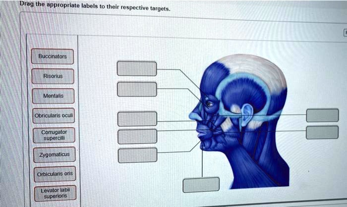 Drag the appropriate labels to their respective targets. Buccinators ...