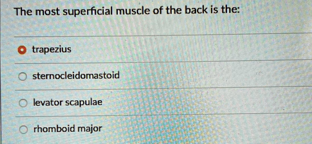 SOLVED: The most superficial muscle of the back is the: trapezius ...