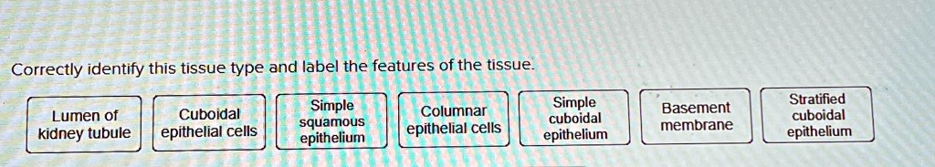 SOLVED: Correctly identify this tissue type and label the features of ... SOLVED: Correctly identify this tissue type and label the features of ...