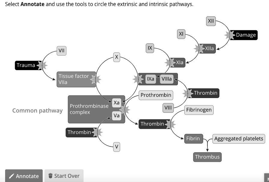 Select Annotate and use the tools to circle the extrinsic and intrinsic ...