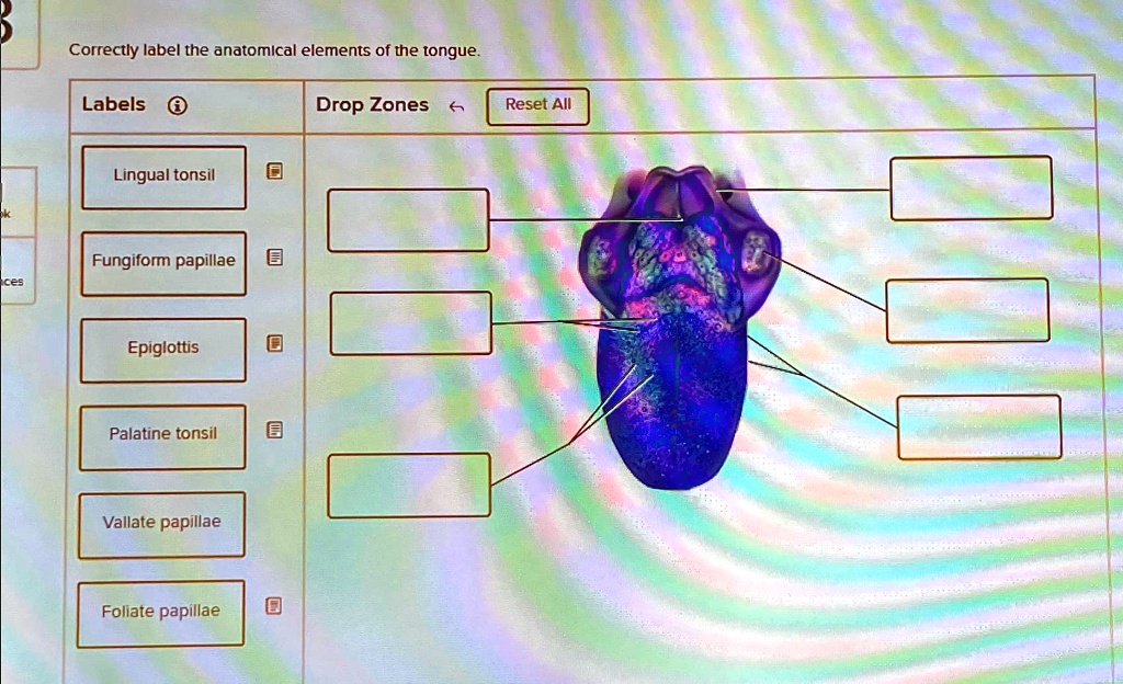 Correctly label the anatomical elements of the tongue. Labels Lingual ...