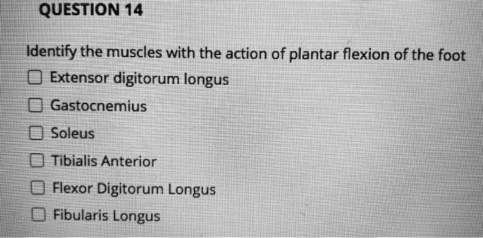 SOLVED: Identify the muscles with the action of plantar flexion of the ...