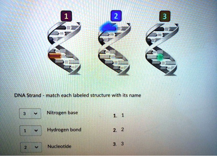 SOLVED: DNA Strand match each labeled structure with its name Nitrogen ...