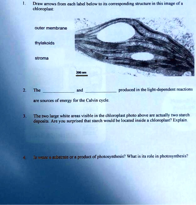 SOLVED: Can I get help, please? Draw arrows from each label below to ...