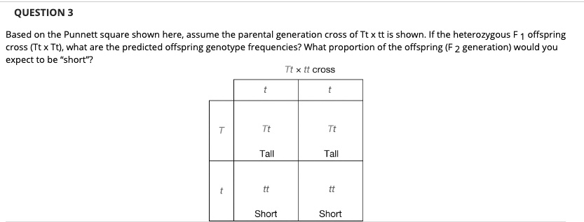 SOLVED: QUESTION 3 Based on the Punnett square shown here, assume the ...