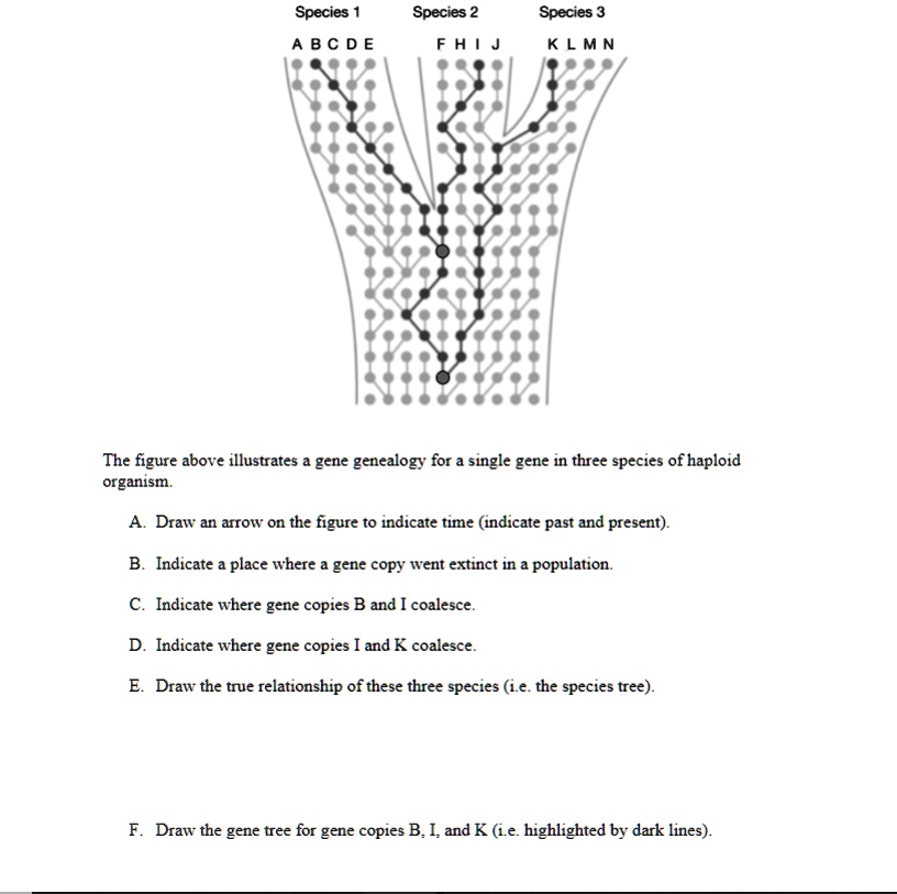 SOLVED: Species 1 Species 2 Species 3 ABCDE FHIJ KLMN The figure above ...
