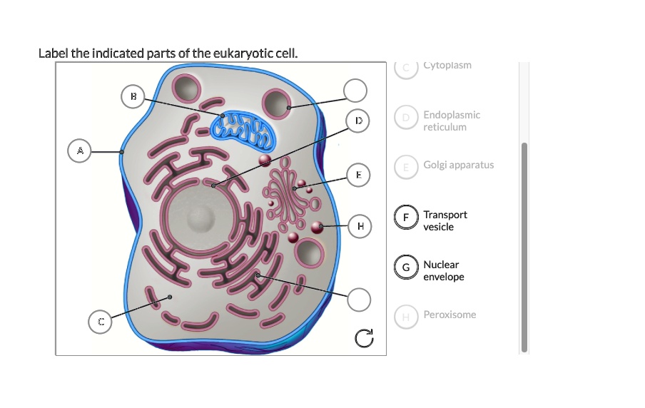 SOLVED: Label the indicated parts of the eukaryotic cell: Cytoplasm ...