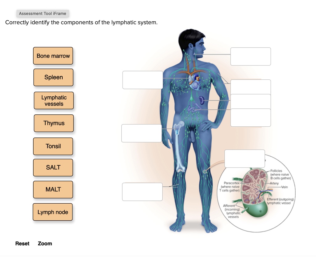 Assessment Tool iFrame Correctly identify the components of the ...