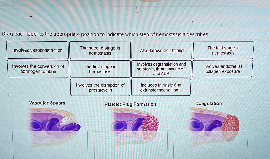 vascular spasm involves vasoconstriction platelet plug formation the ...
