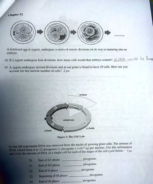 Chapter 12 A fertilized egg or zygote, undergoes a series of mitotic divisions on its way to ...